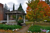 Wordless Wednesday: Fall Colors - TrishaLyn.com